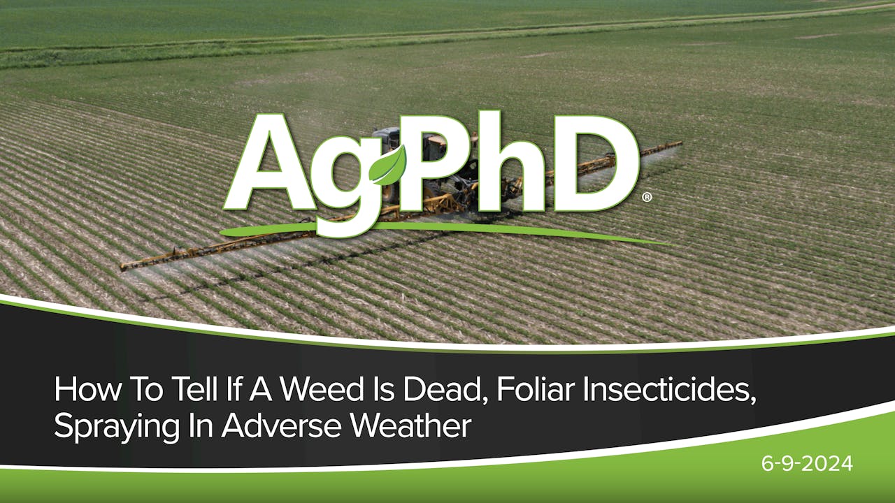 How To Tell If A Weed Is Dead, Foliar Insecticides, Spraying In Adverse ...