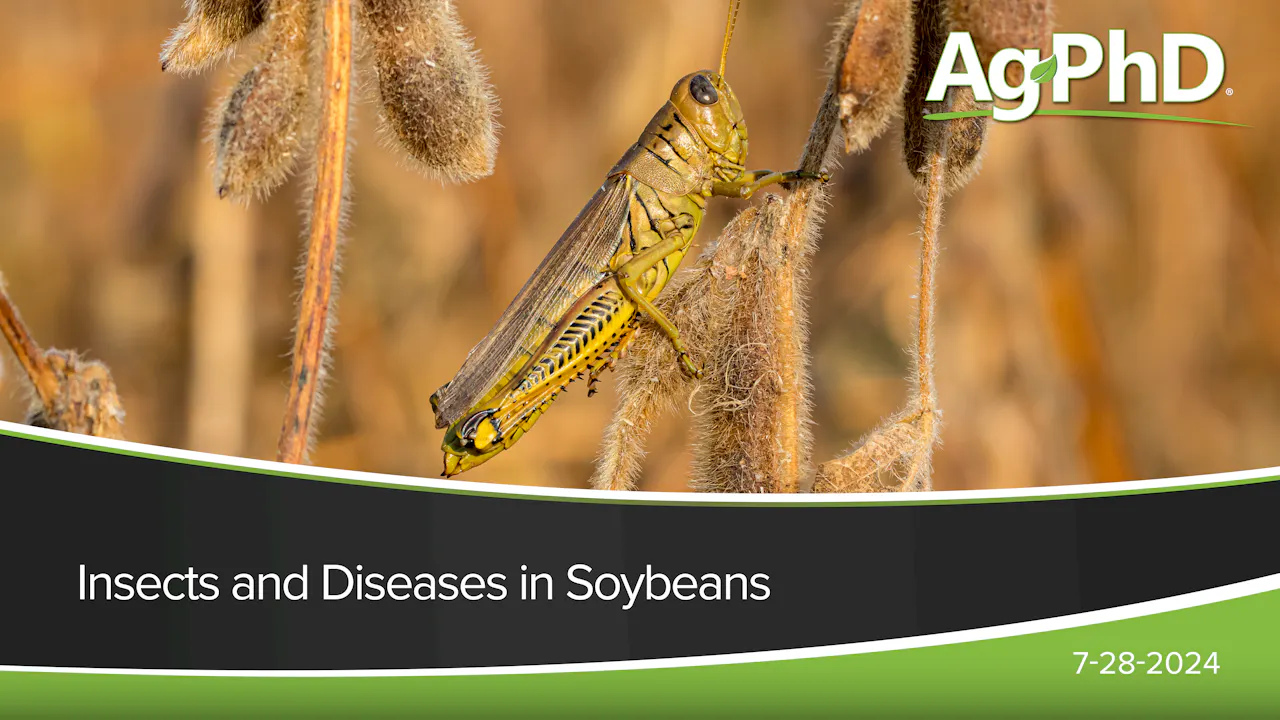 Insects and Diseases in Soybeans | Ag PhD - 2024 - AcresTV