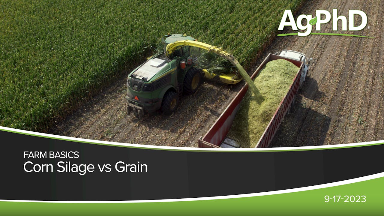 Corn Silage vs Grain | Ag PhD - 2023 - AcresTV