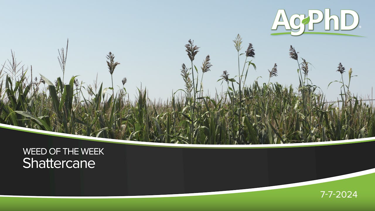 Shattercane | Ag PhD - 2024 - AcresTV
