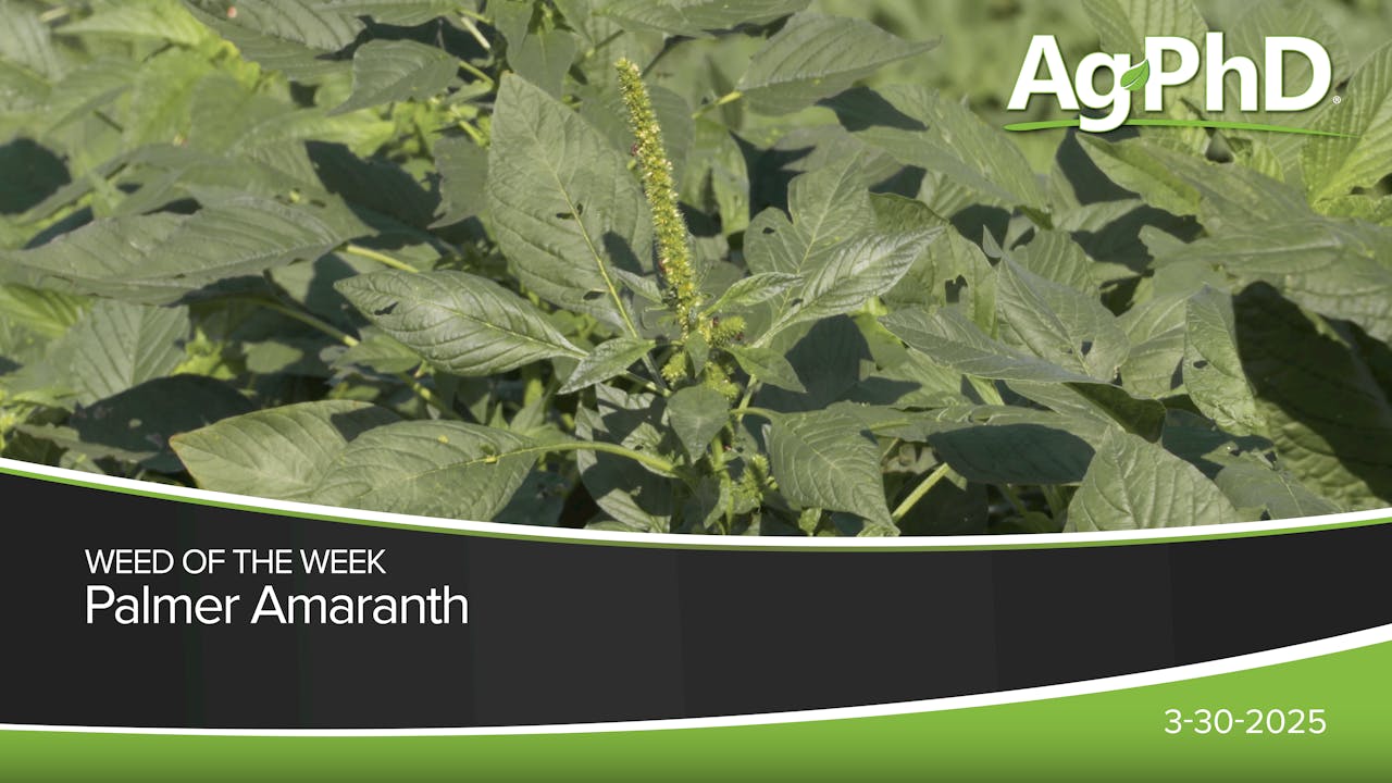 Palmer Amaranth | Ag PhD - 2025 - AcresTV