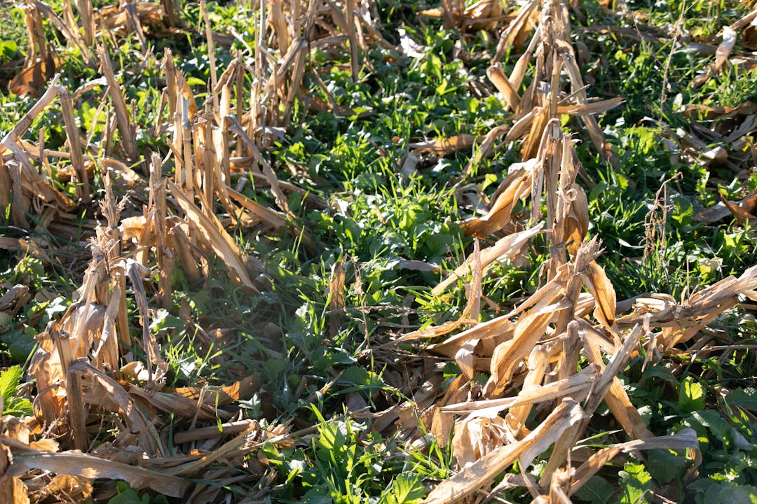Mellow Maker | Renovo Seed - Cover Crops - AcresTV