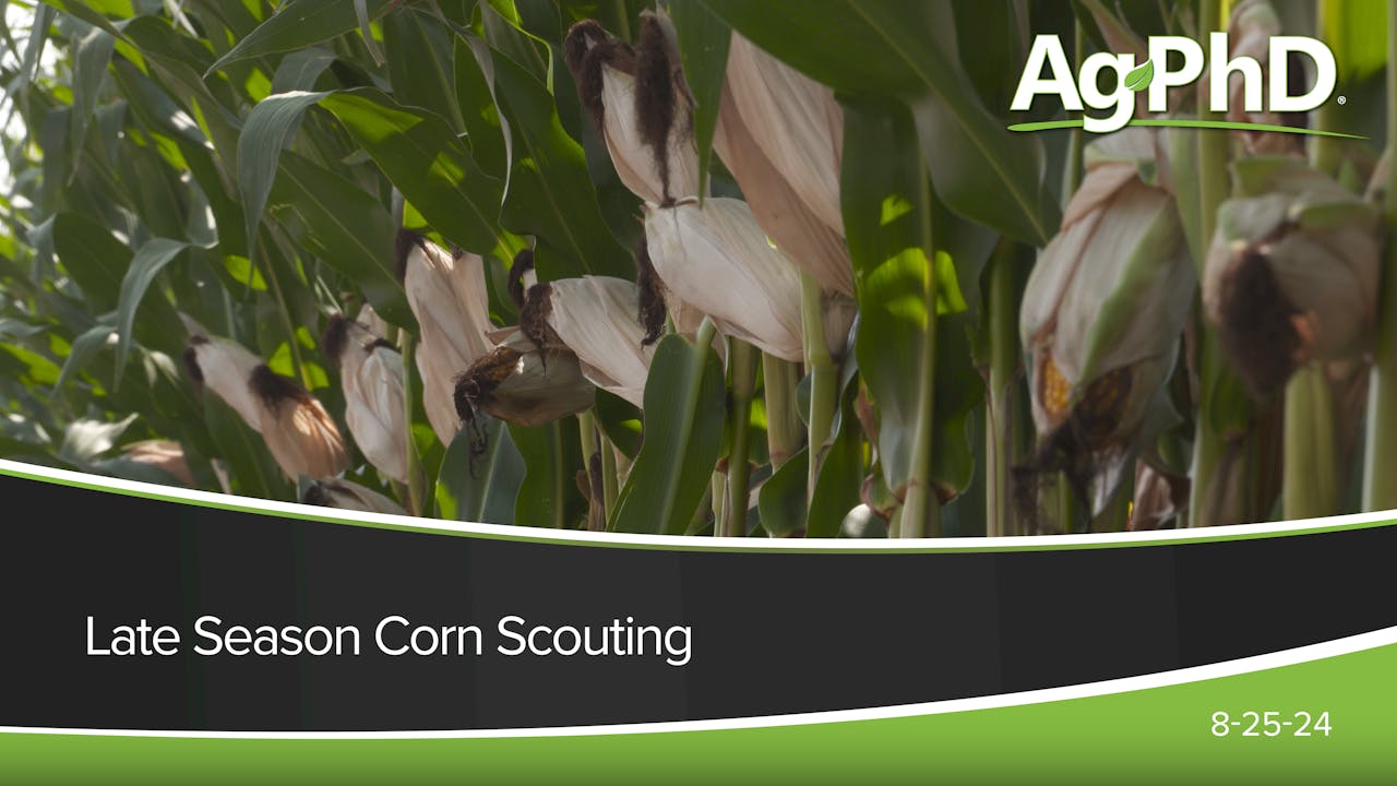 Late Season Corn Scouting | Ag PhD - 2024 - AcresTV