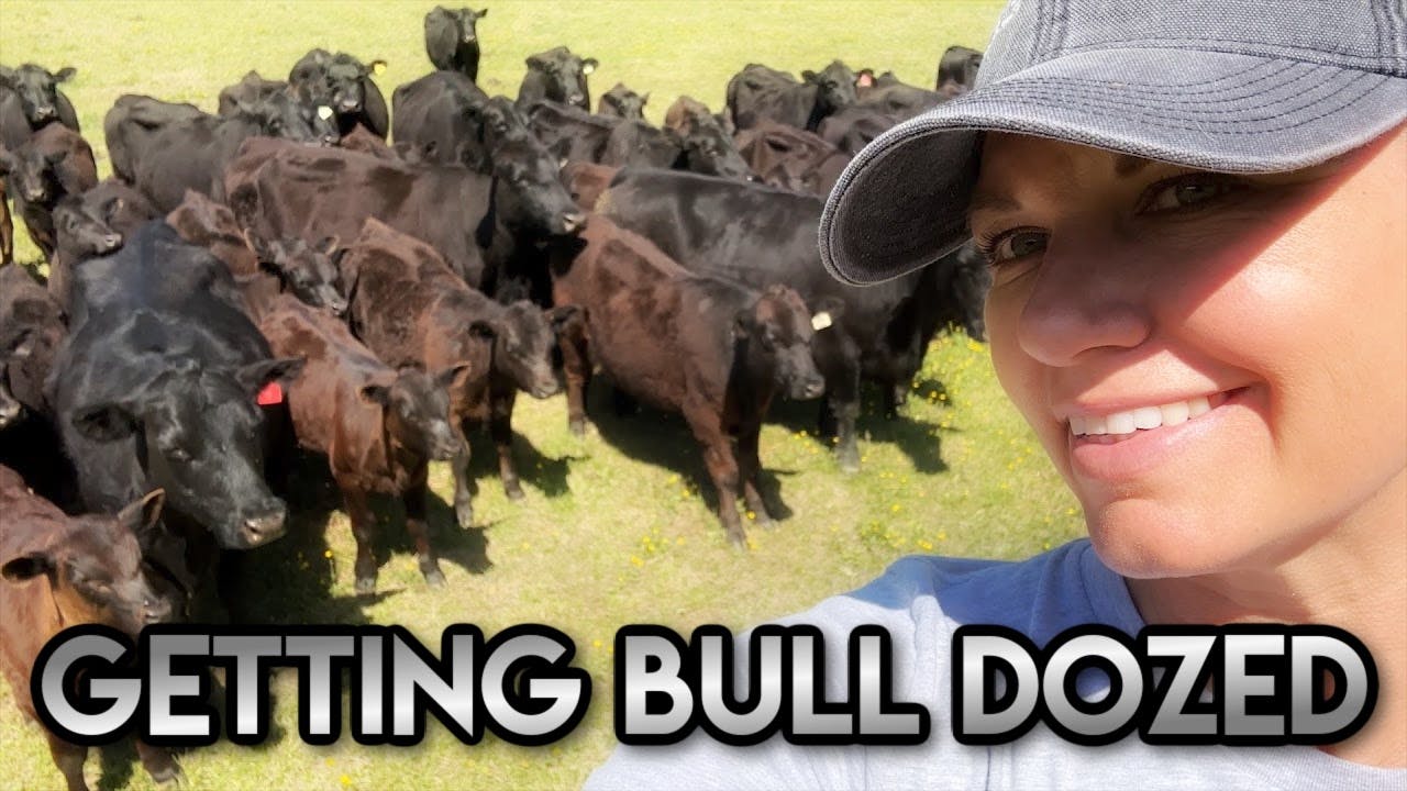 Bull Dozed! Clearing Roads, Dodging Cows || This Farm Wife - Ag ...
