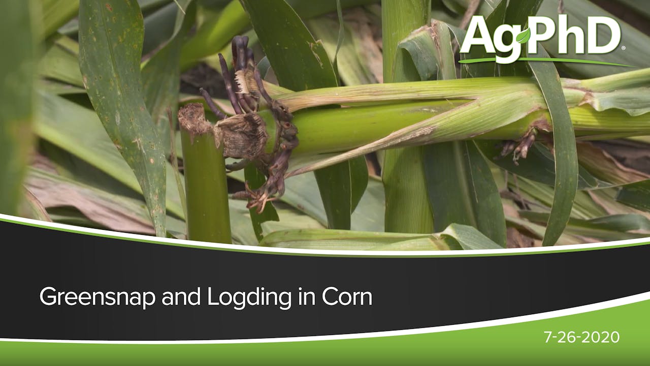 Greensnap and Lodging in Corn | Ag PhD - 2020 - AcresTV