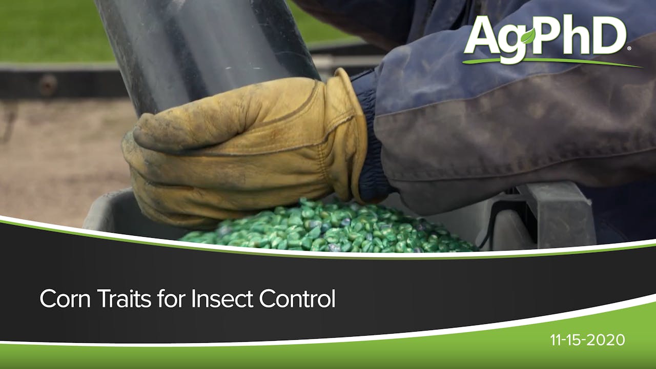 Corn Traits for Insect Control | Ag PhD - 2020 - AcresTV