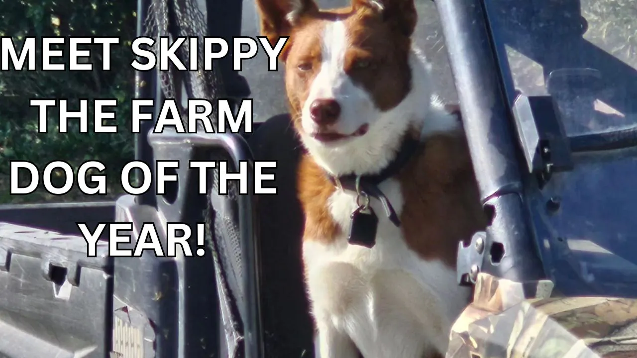 Meet Skippy the Farm Dog of the Year! | WAG in Focus 1/23/24 - AcresTV