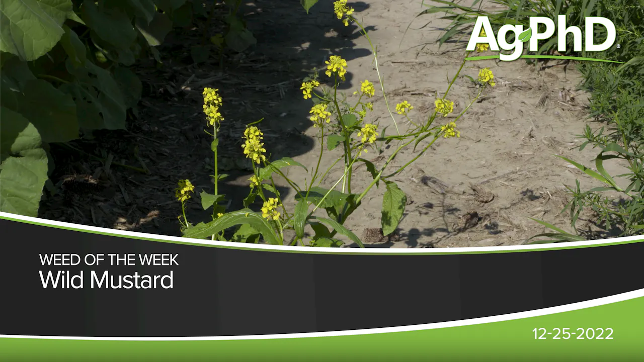 Wild Mustard | Ag PhD - 2022 - AcresTV