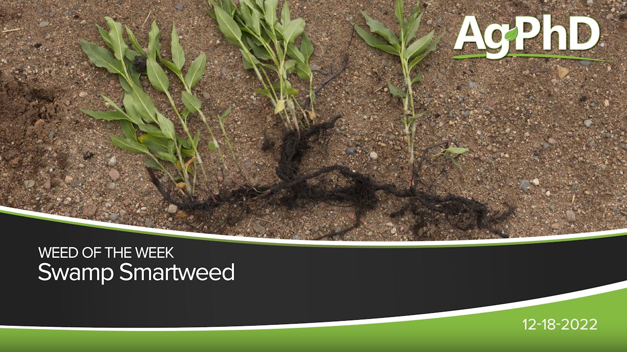 Swamp Smartweed | Ag PhD - 2022 - AcresTV