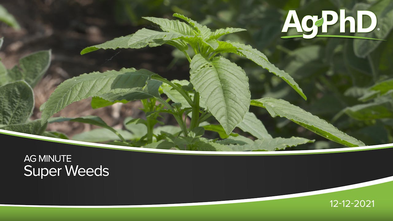Super Weeds | Ag PhD - 2021 - AcresTV