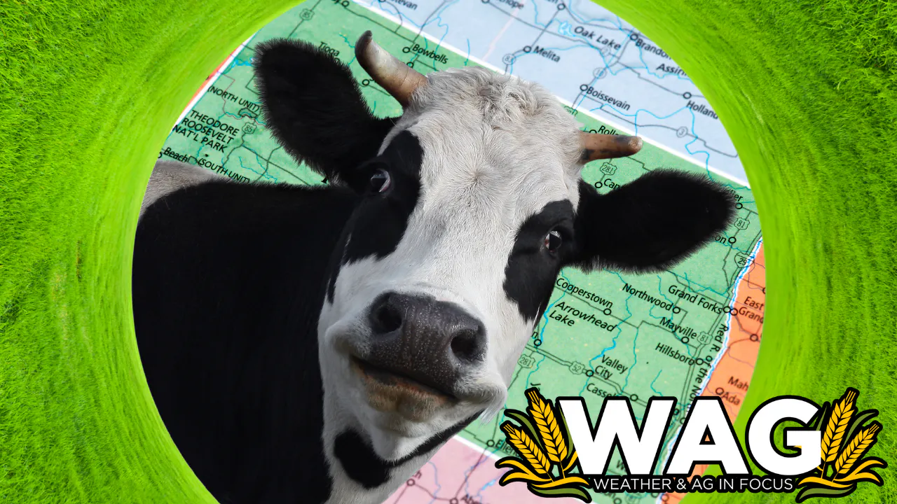 Cow Talk | WAG in Focus 01-03-25 - AcresTV