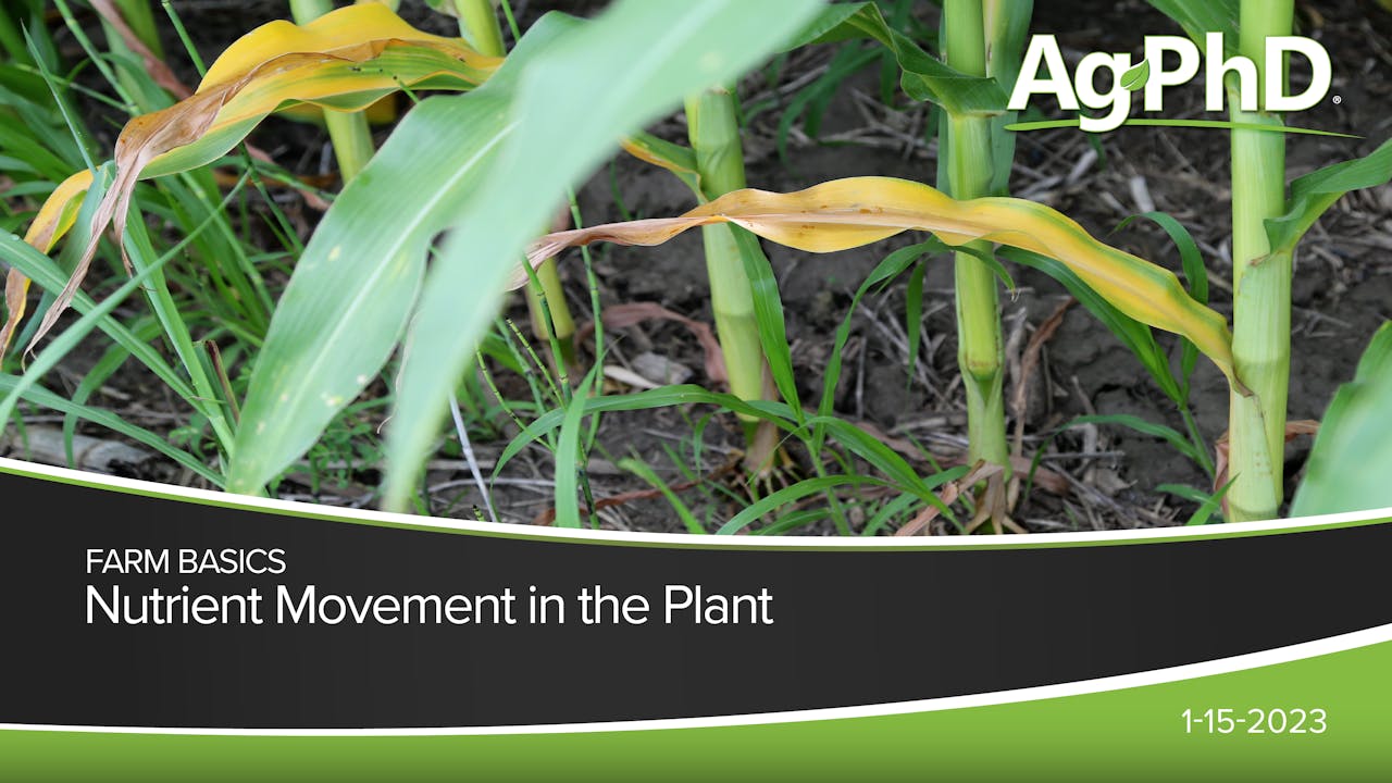 Nutrient Movement in the Plant | Ag PhD - 2023 - AcresTV