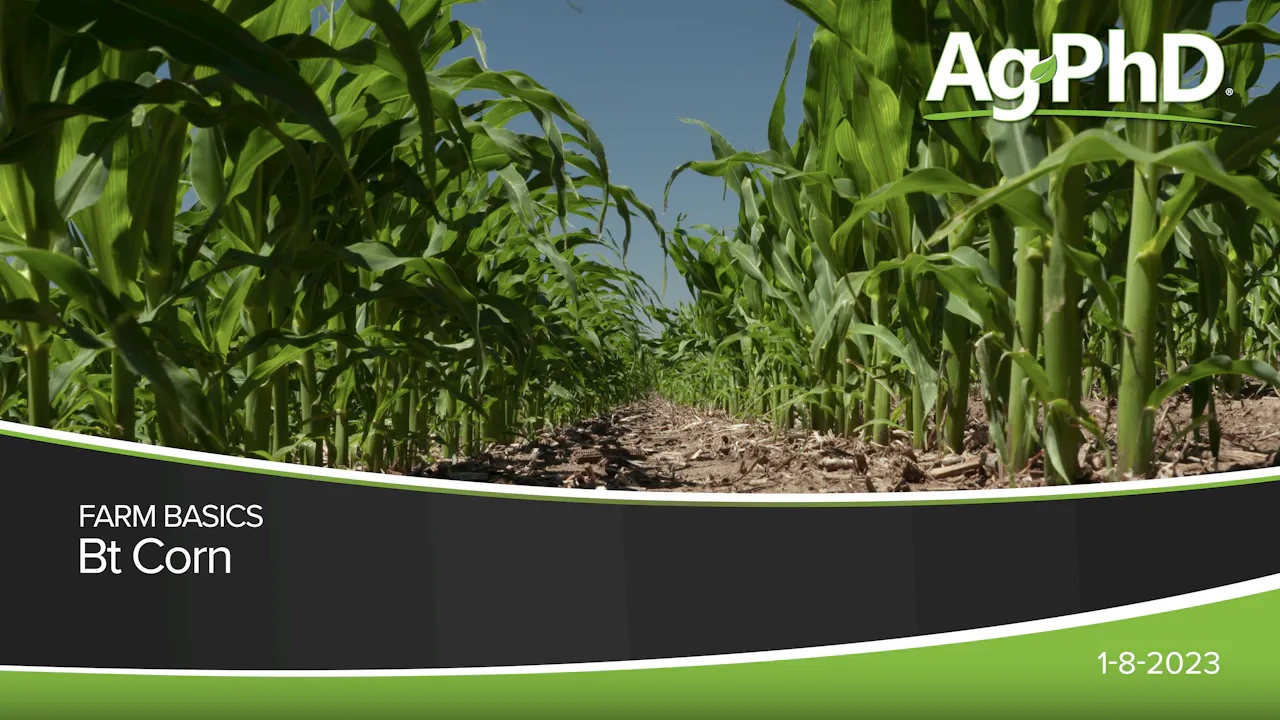 Bt Corn | Ag PhD - 2023 - AcresTV