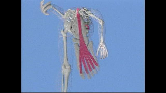 The Superficial Back Line Animation - The Superficial Back Line ...