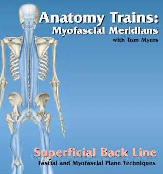 The Superficial Back Line Animation - The Superficial Back Line ...