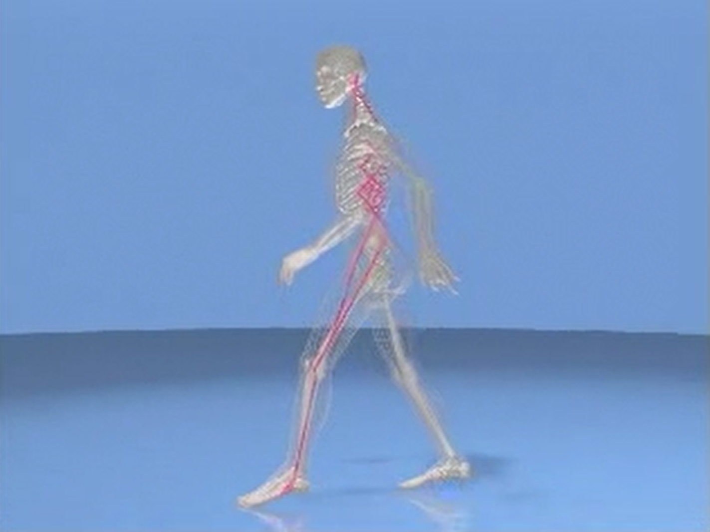 The Lateral Line - Anatomy Trains Video Subscription