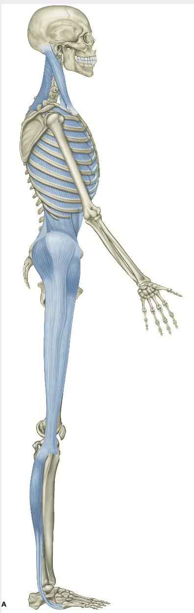 The Lateral Line - Anatomy Trains Video Subscription