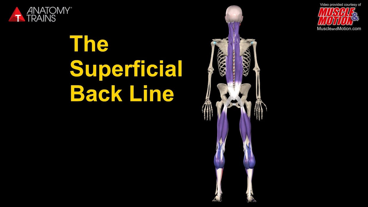 The Superficial Back Line Animation - The Superficial Back Line ...