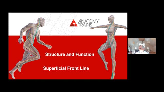 Dissection Lines on Skeleton: Superficial Front View - The Superficial ...
