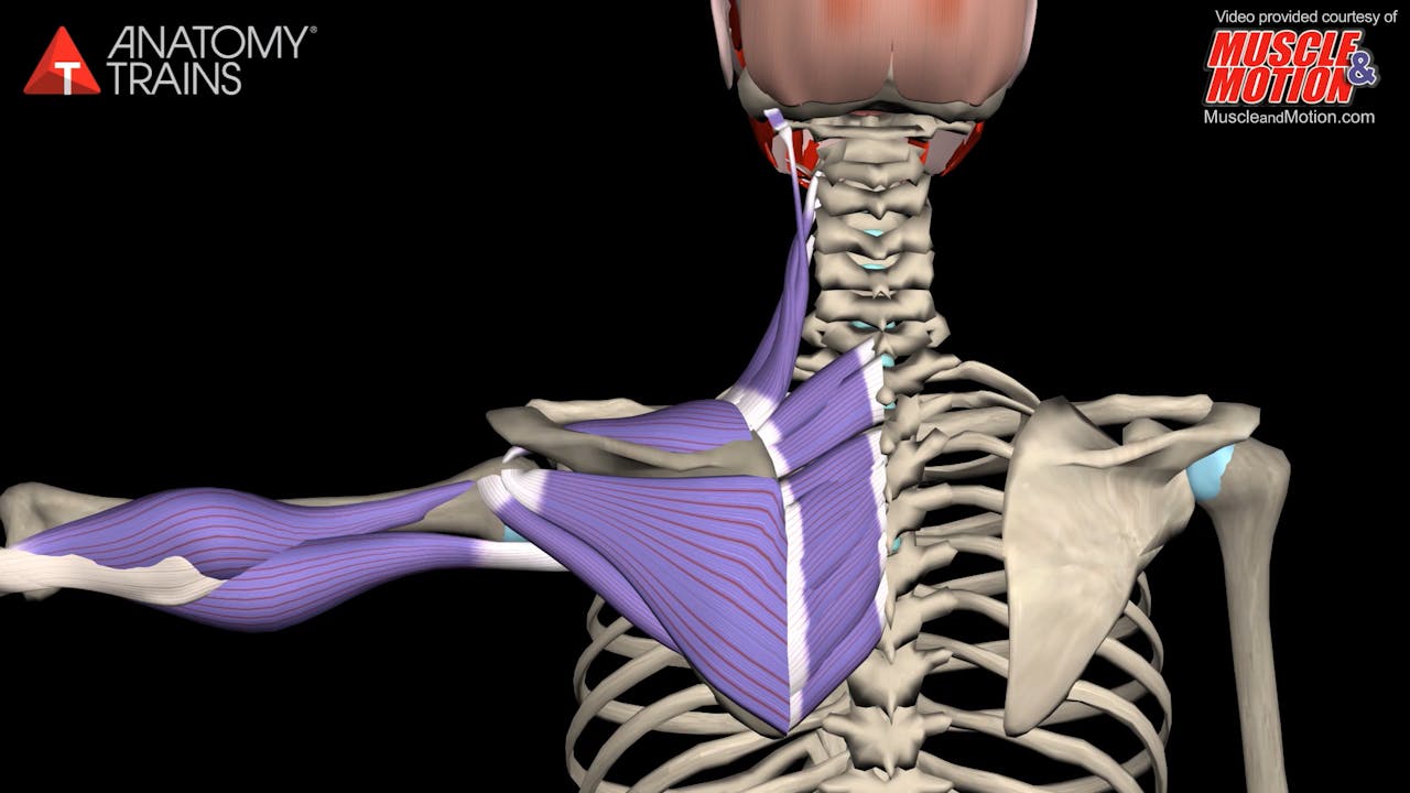The Deep Back Arm Line Animation - The Arm Lines - Anatomy Trains Video ...