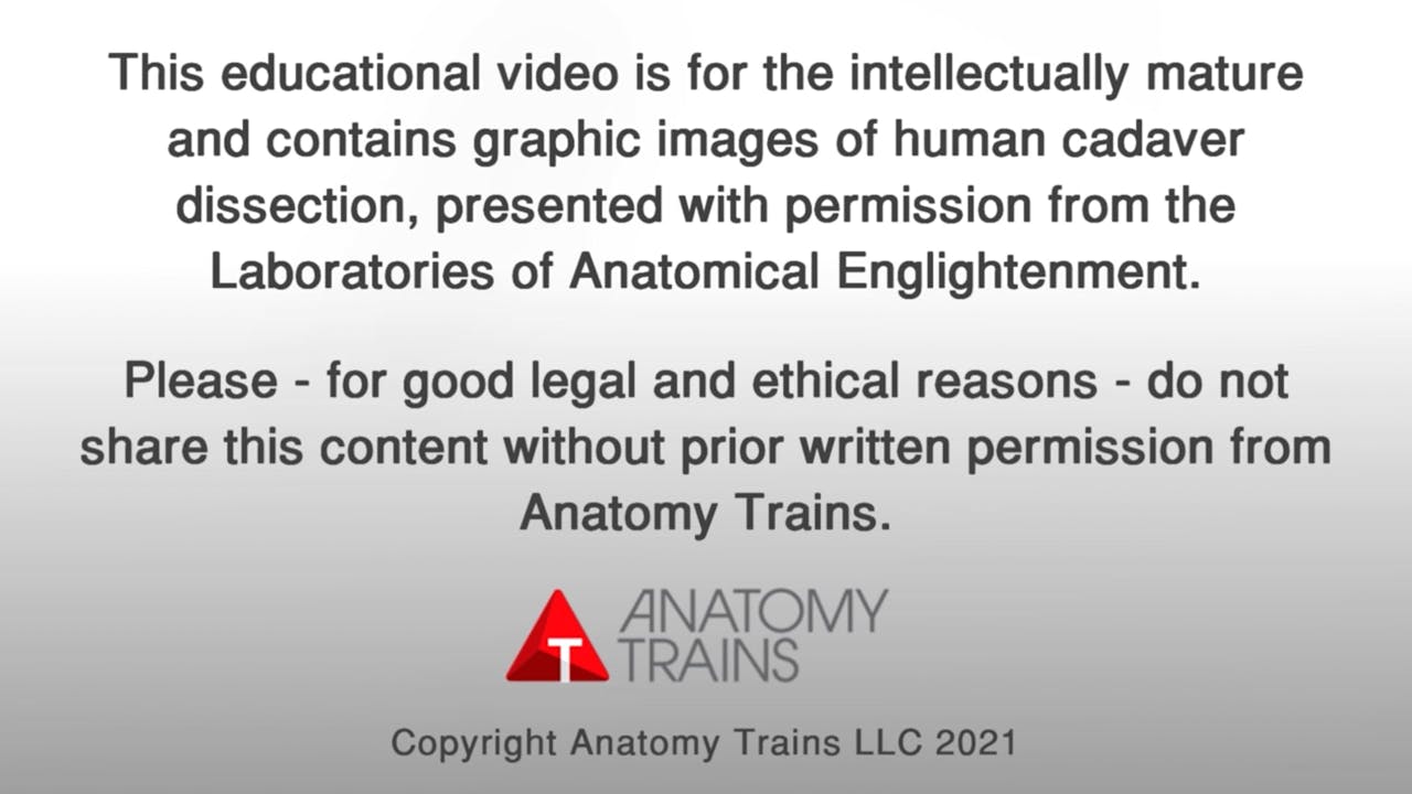 Dissection Lines on Skeleton - Lateral Line - The Lateral Line ...