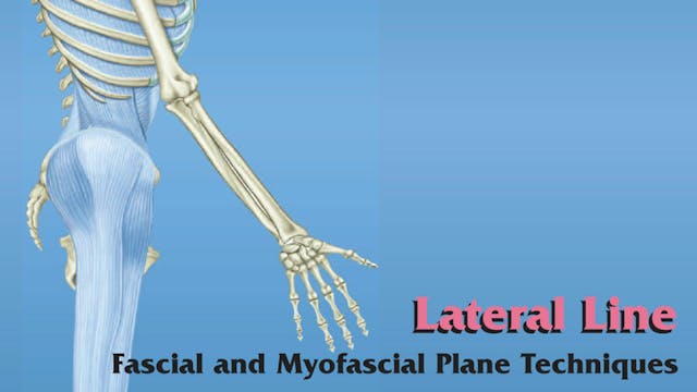 The Lateral Line Animation - The Lateral Line - Anatomy Trains Video ...