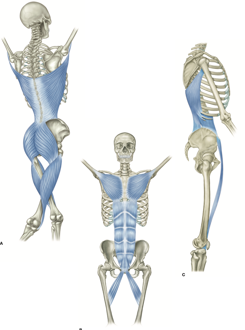 The Functional Lines - Anatomy Trains Video Subscription