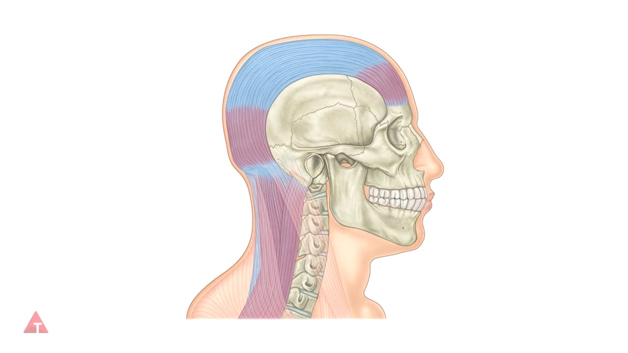 Dissection Lines on Skeleton: Superficial Back Line seated - The ...