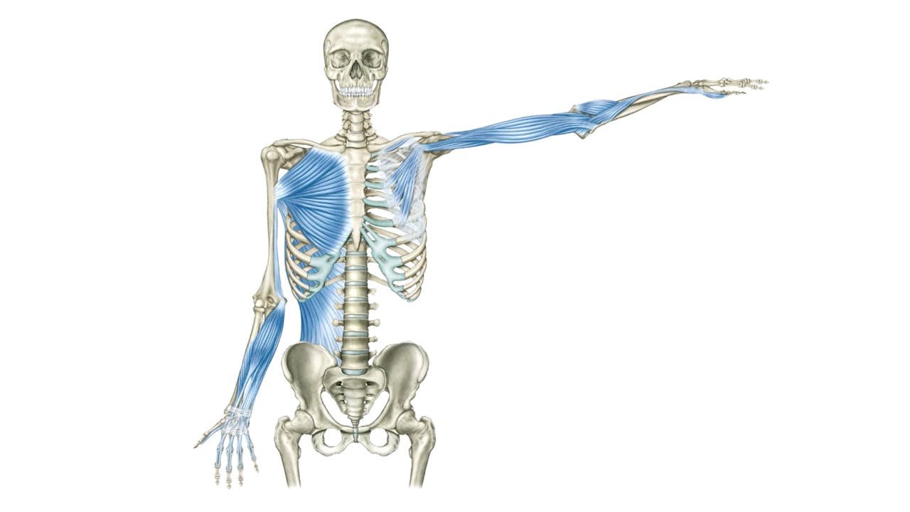 Dissection Lines on a Skeleton: Deep Front Arm Line - The Arm Lines ...