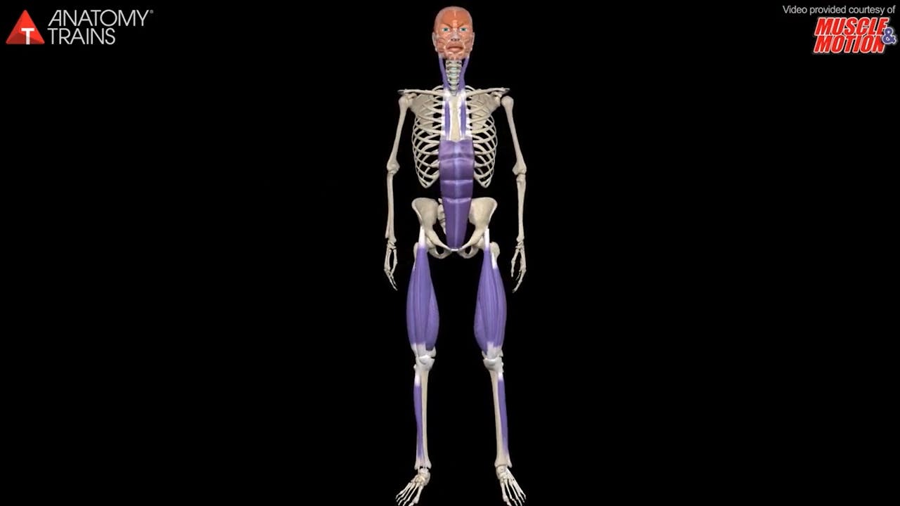 The Superficial Front Line Animation - The Superficial Front Line ...