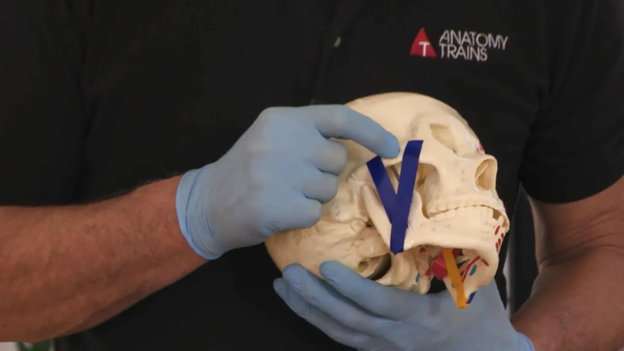100 Masseter Internal Technique - Head Neck and Jaw - Technique ...
