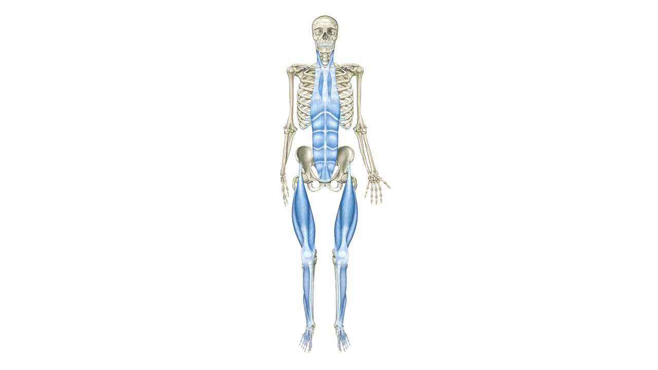 Dissection Lines on Skeleton: Superficial Front Line - The Superficial ...