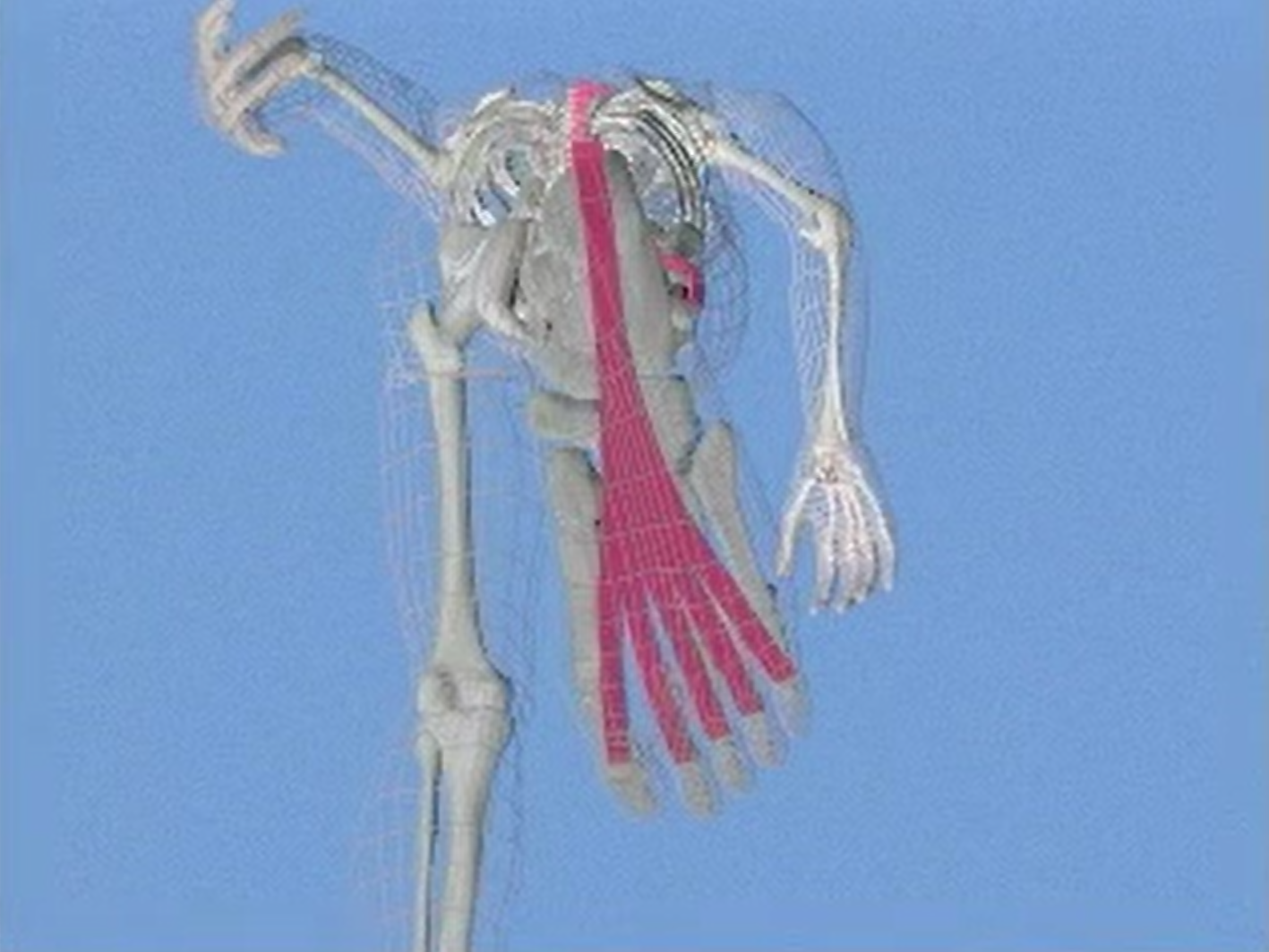 The Superficial Back Line - Anatomy Trains Video Subscription