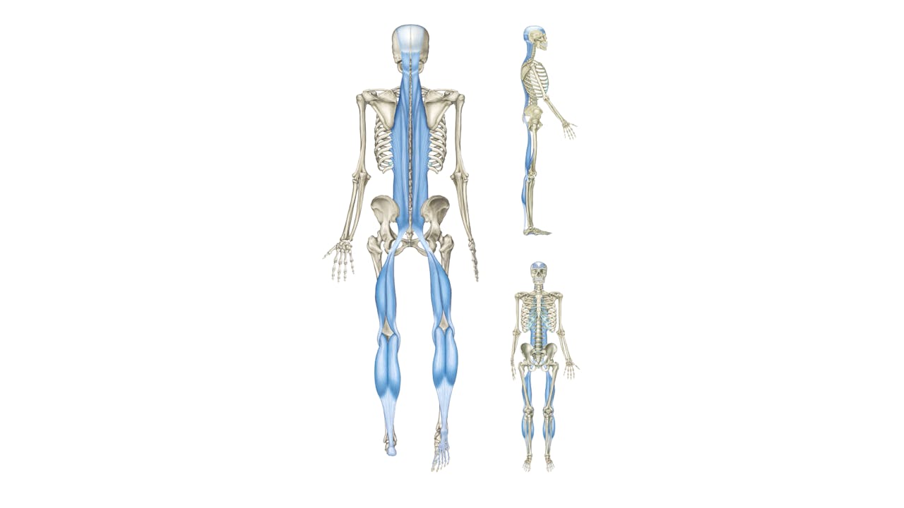 Dissection Lines on Skeleton: Superficial Back Line prone - The ...