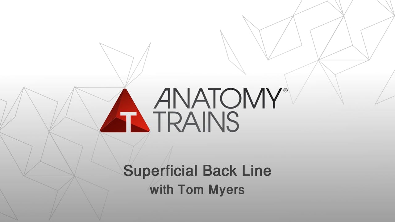 Dissection Lines on Skeleton: Superficial Back Line prone - The ...