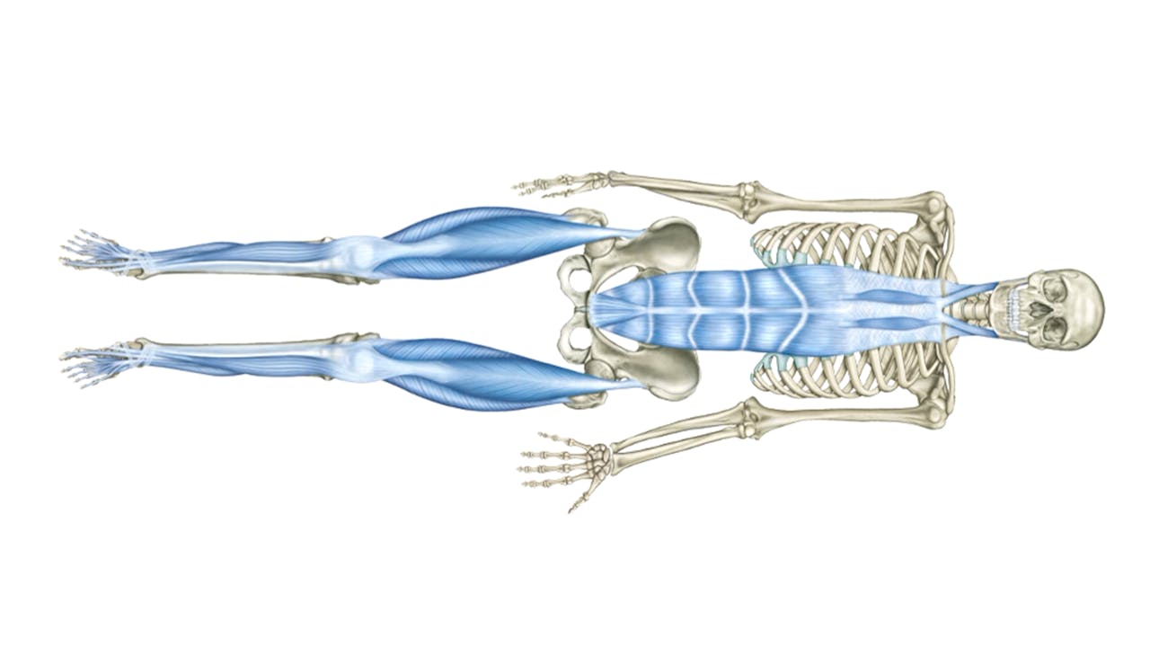 Dissection Lines on Skeleton: Superficial Front Line in lab with ...