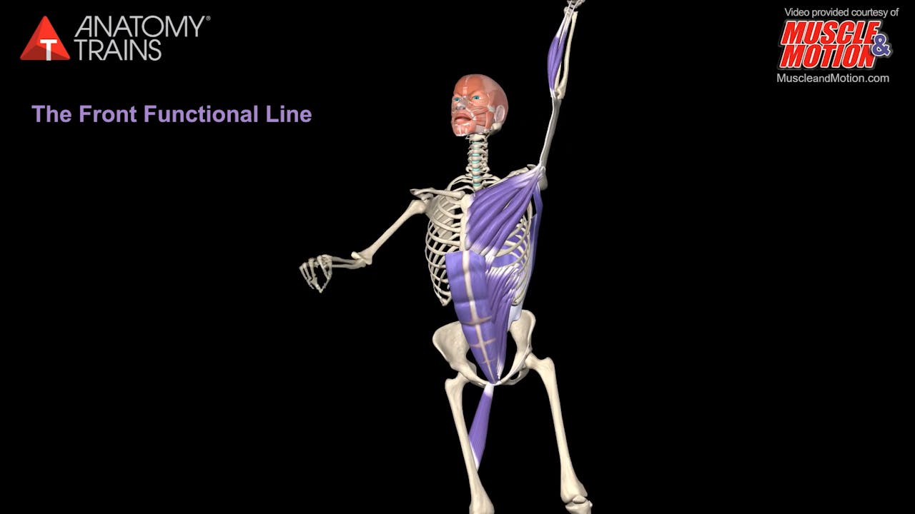 The Front Functional Line Animation - The Functional Lines - Anatomy ...