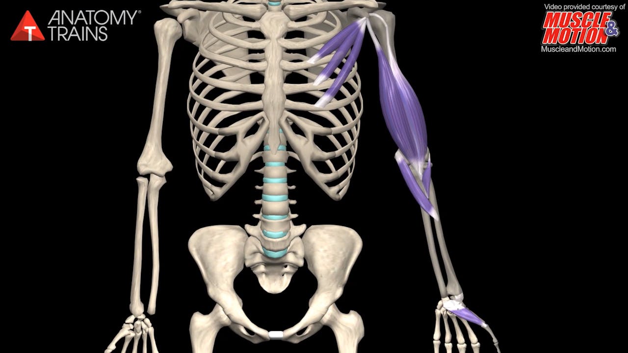 The Deep Front Arm Line Animation - The Arm Lines - Anatomy Trains ...