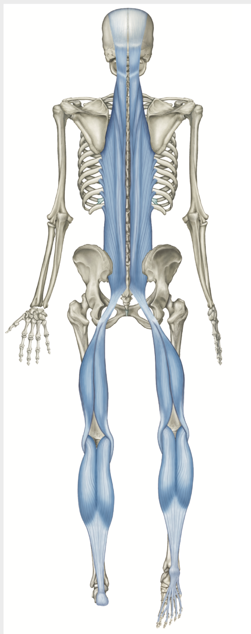 The Superficial Back Line - Anatomy Trains Video Subscription