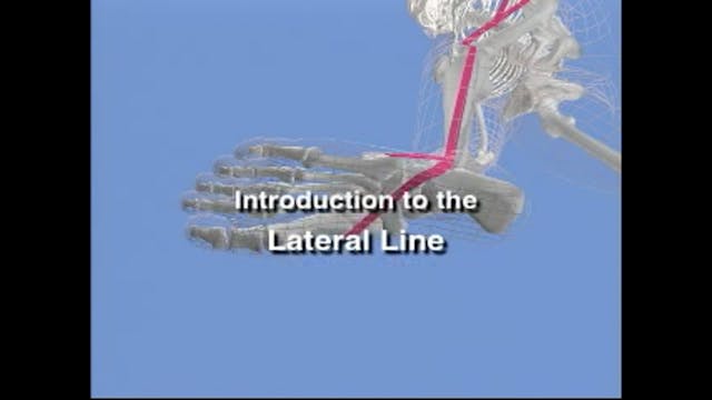 The Lateral Line Animation - The Lateral Line - Anatomy Trains Video ...
