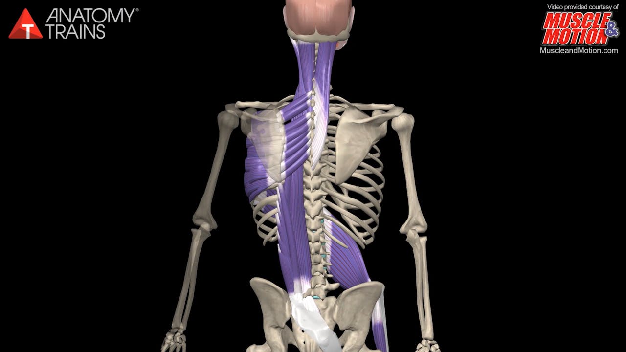 The Spiral Line Animation - The Spiral Line - Anatomy Trains Video Subscription