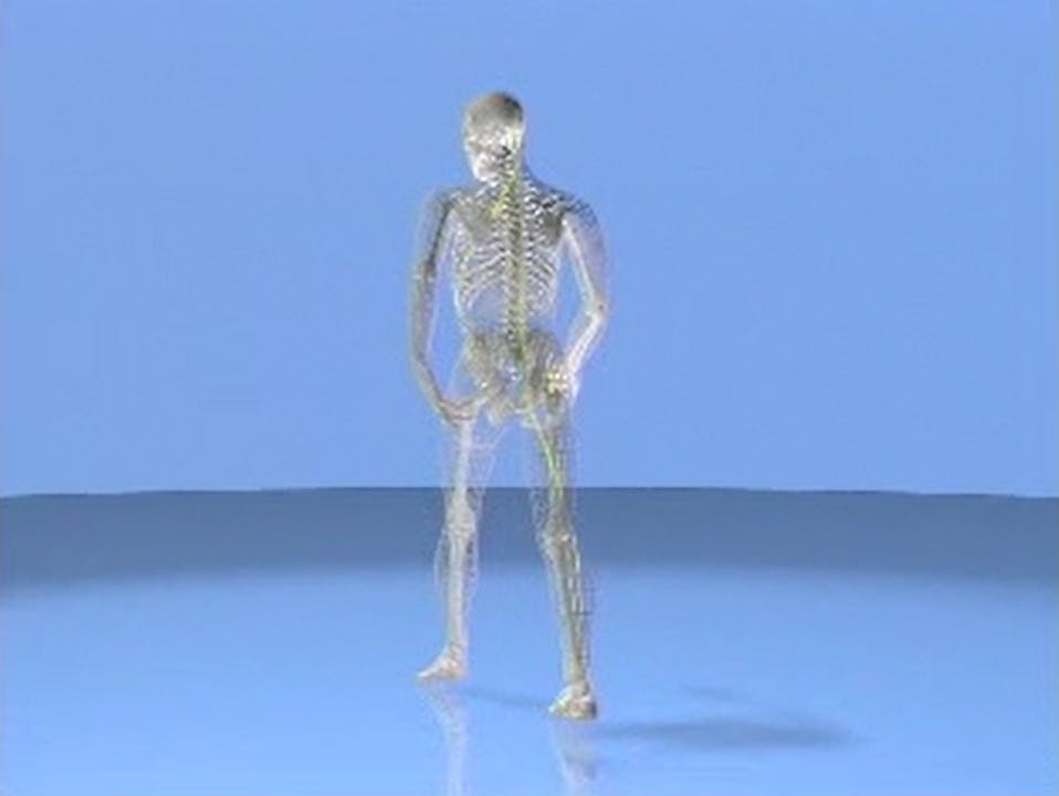 Introduction to the Spiral Line - The Spiral Line - Anatomy Trains ...