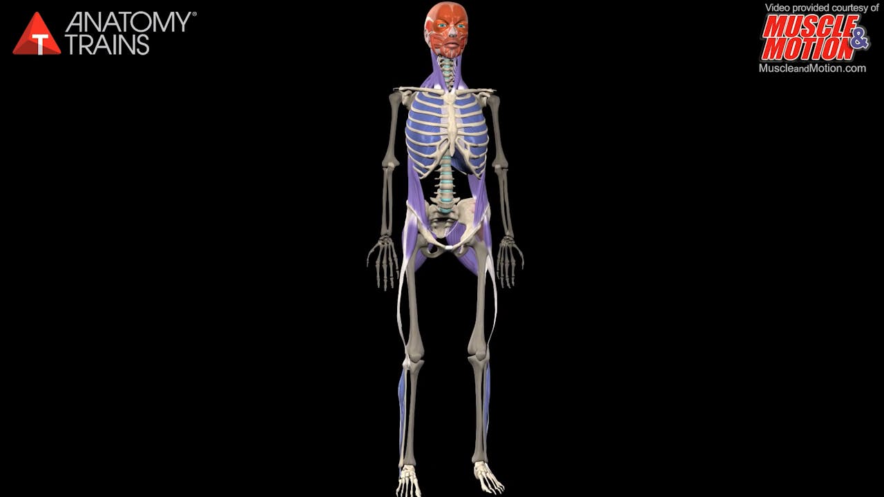 The Lateral Line Animation - The Lateral Line - Anatomy Trains Video ...