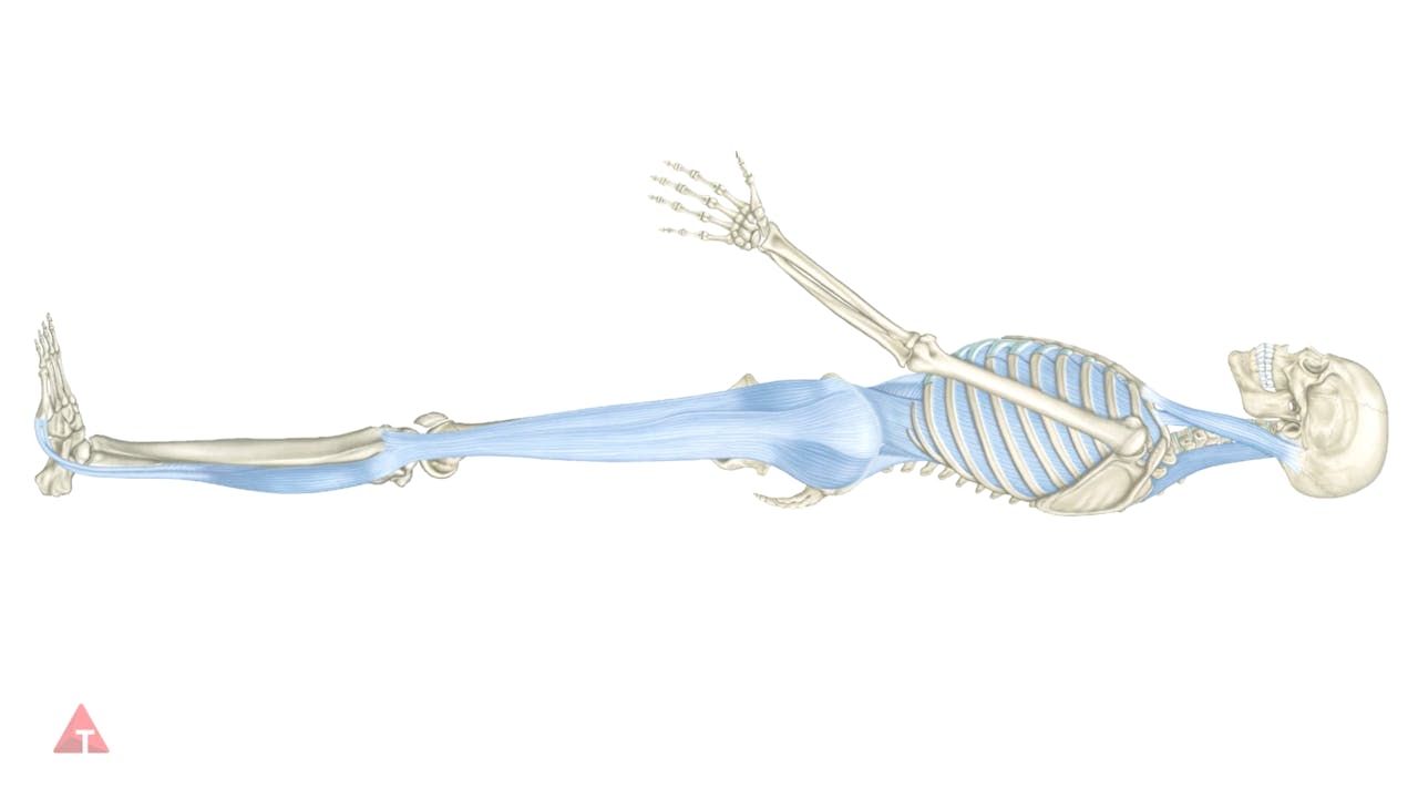 Dissection Lines on Skeleton - Lateral Line - The Lateral Line ...