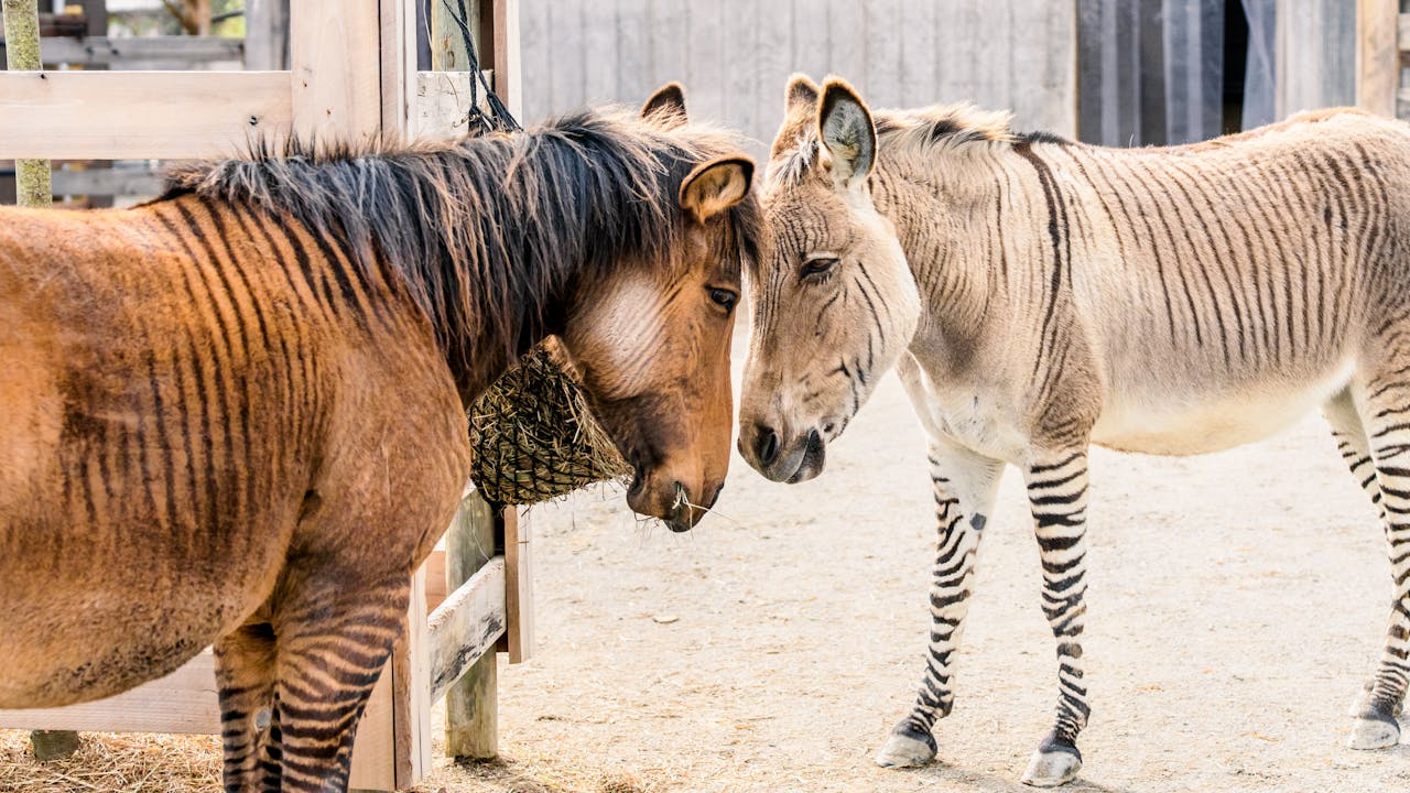 October 2022: Zebroids - 2022 - Answers.tv