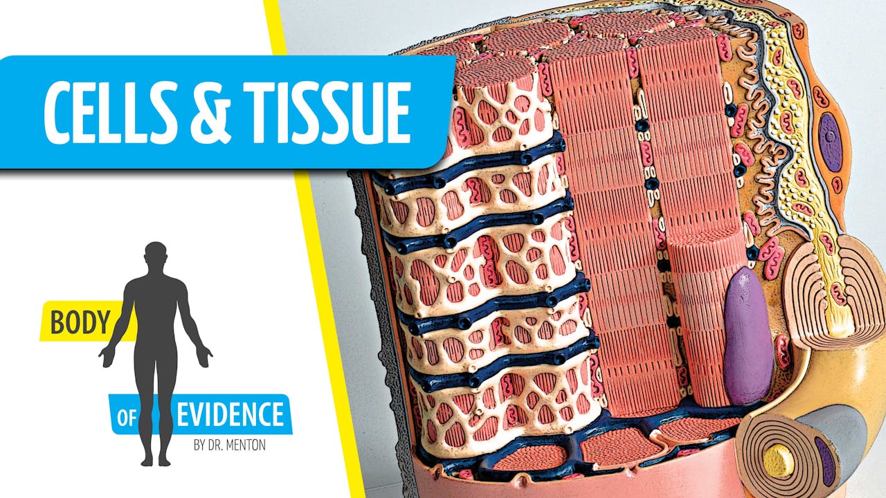 Cells & Tissue 2 - Answers.tv