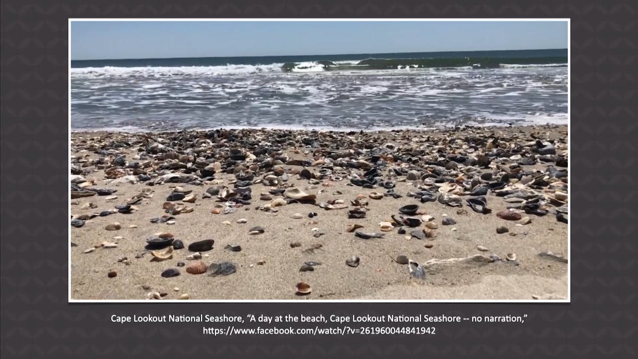 4/27 Seashells Pile Up on North Carolina Beaches - 2020: April - June ...