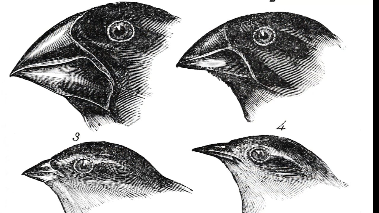 Darwin’s Finches - Answers.tv