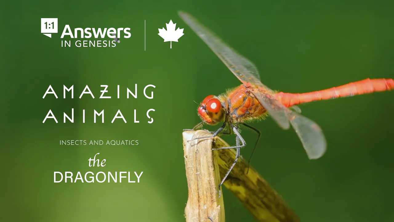 S1E1 Amazing Animals: The Dragonfly - Amazing Animals - Insects and ...