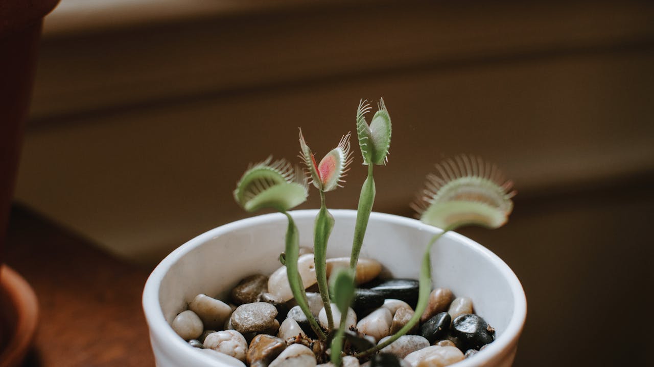 S2E5 Cursed Plants: Flytraps - Season 2 - Answers.tv